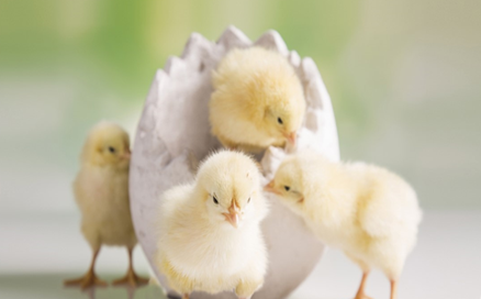 Integri-phi | Phibro